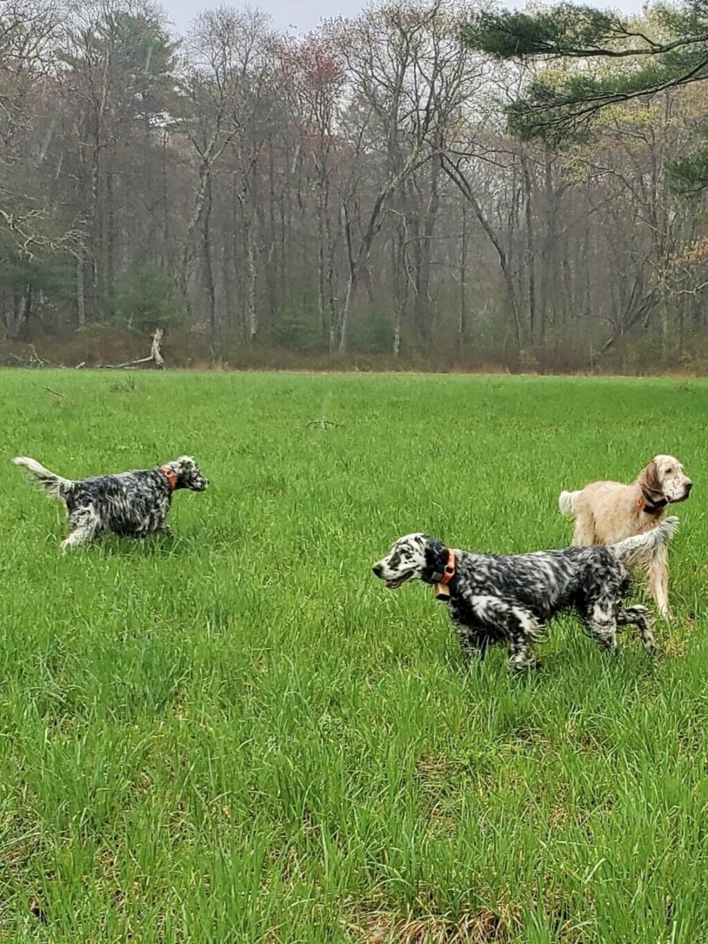 Hunt Test Information – ESAA