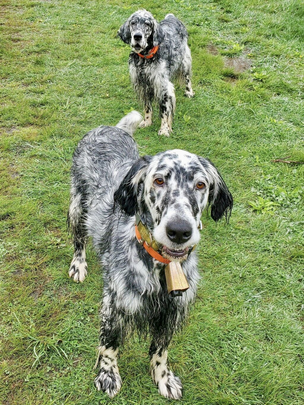 Hunt Test Information – ESAA