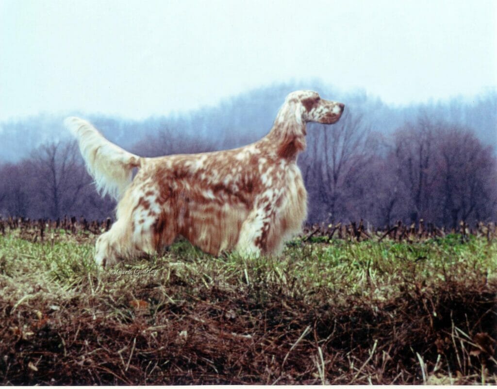 Setter Ridge English Setters – ESAA