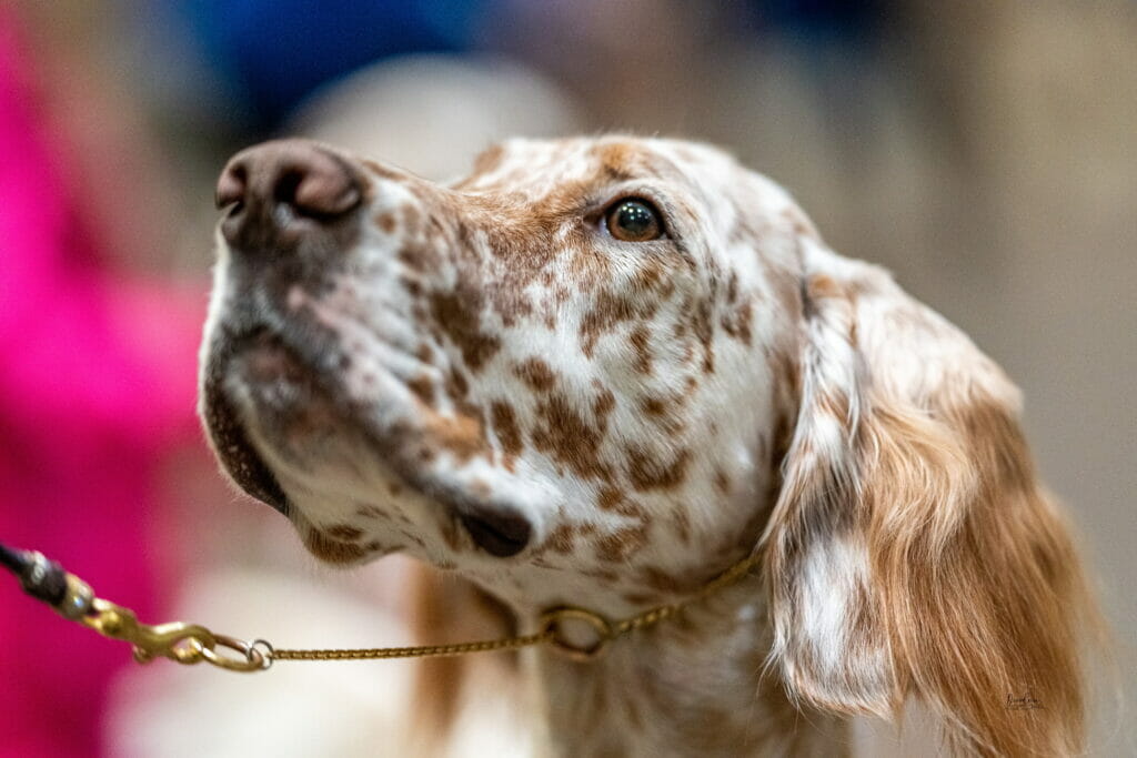 English Setter Regional Events – ESAA