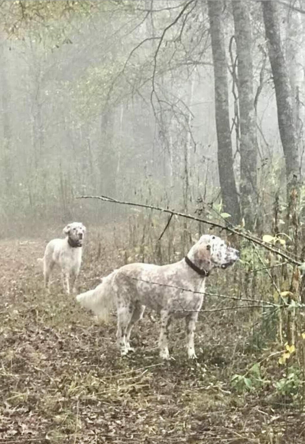 English Setter Hunt & Field Events – ESAA